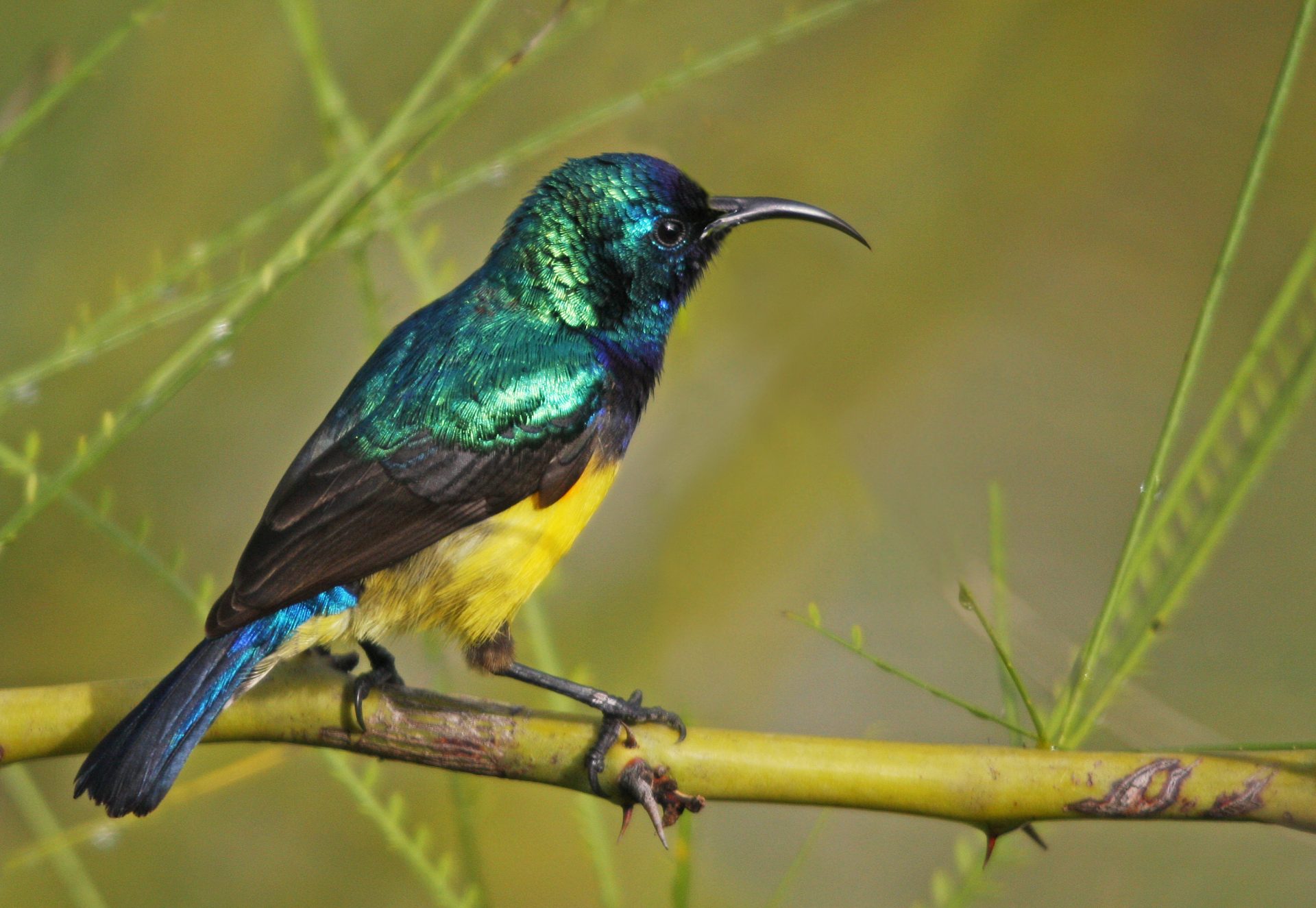 Sunbirds: Jewels of the Sun