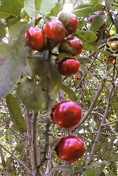 The Jacket Plum