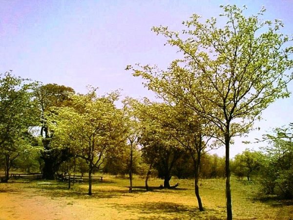 Silver Terminalia