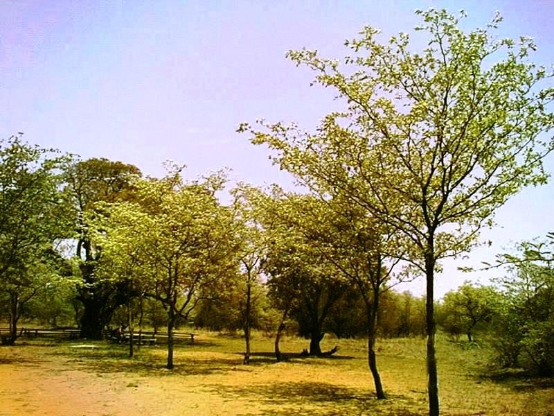 Silver Terminalia