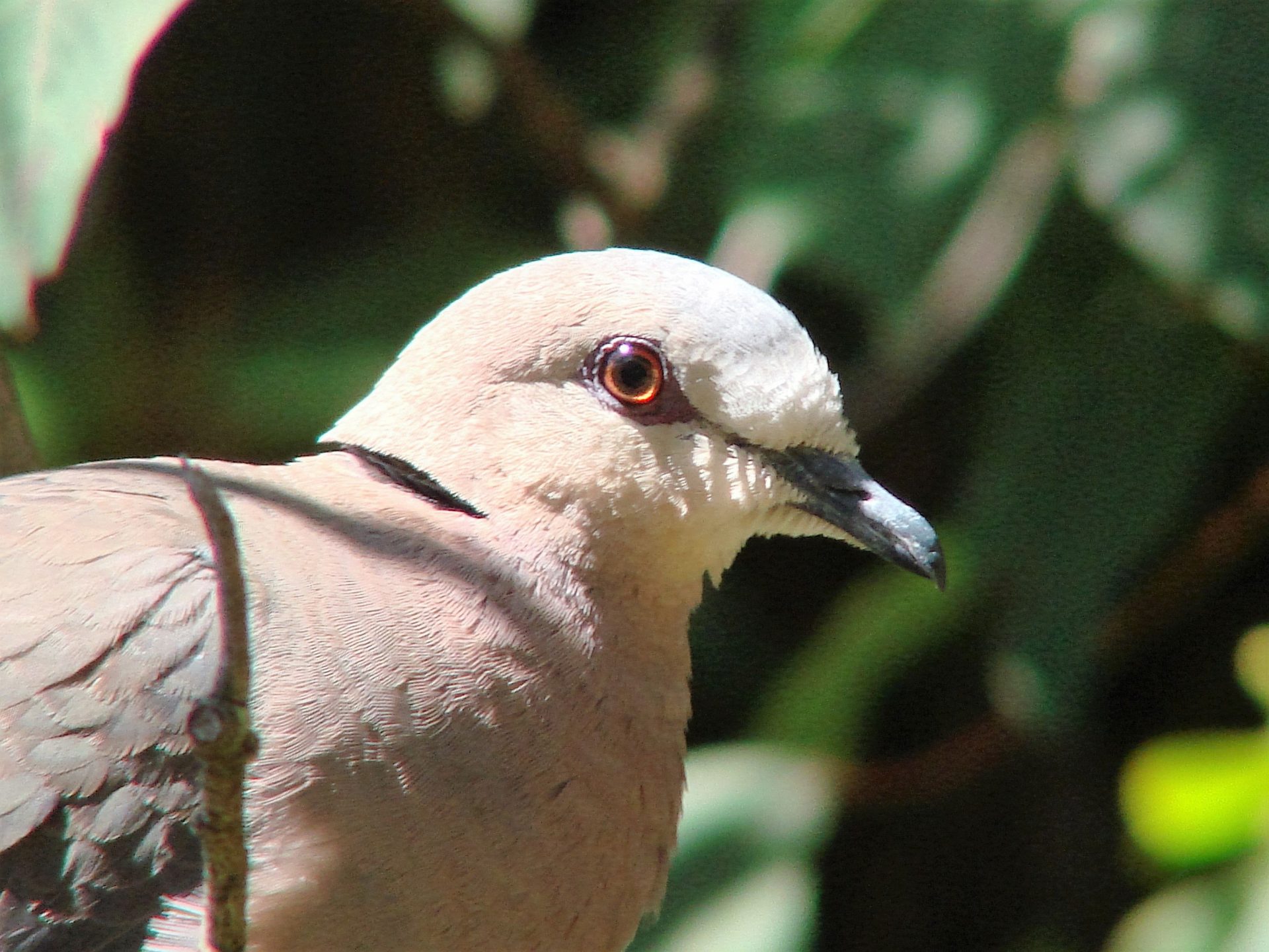 Common Doves of Harare